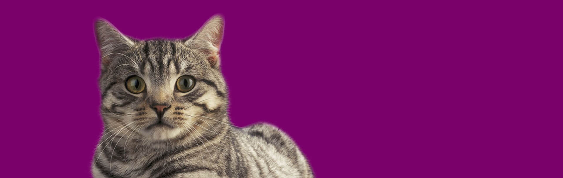 Comida para Gatos Whiskas - Piensos, Comida Húmeda y Leche